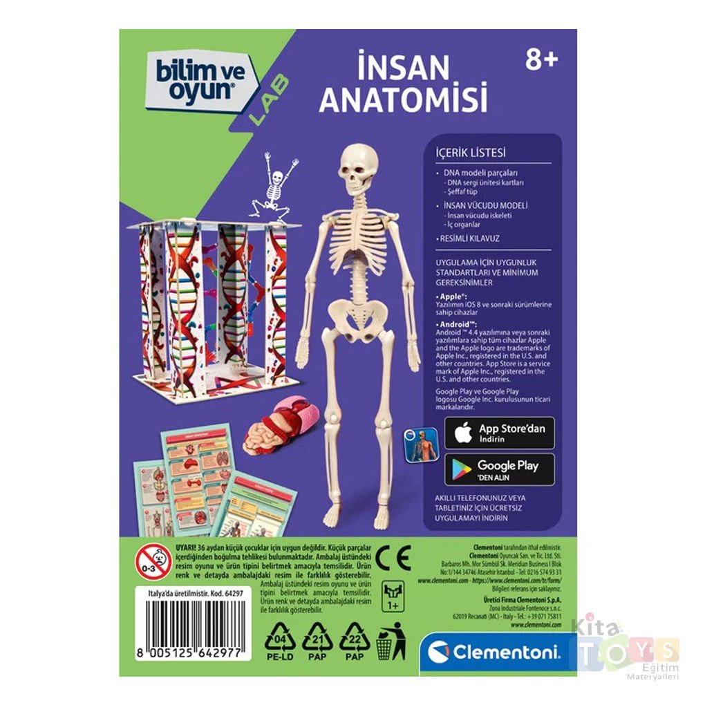 İnsan Anatomisi Modeli (İskelet Sistemi, İç Organlar) 64297 Maketi ...